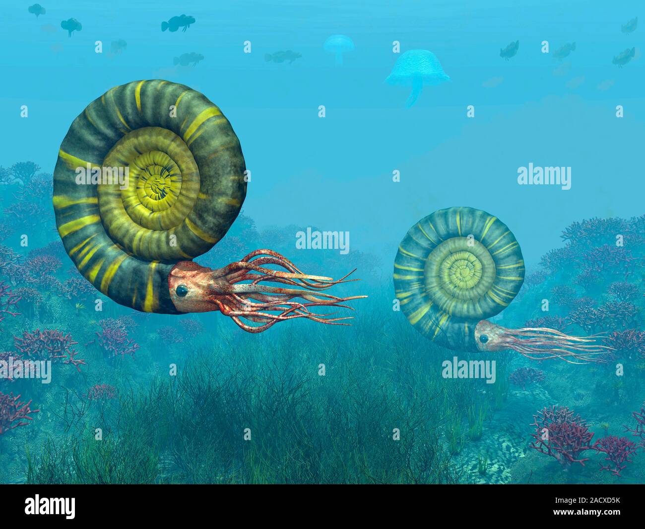 Artwork of mollusks of the subclass Ammonoidea in a Jurassic sea 170 ...