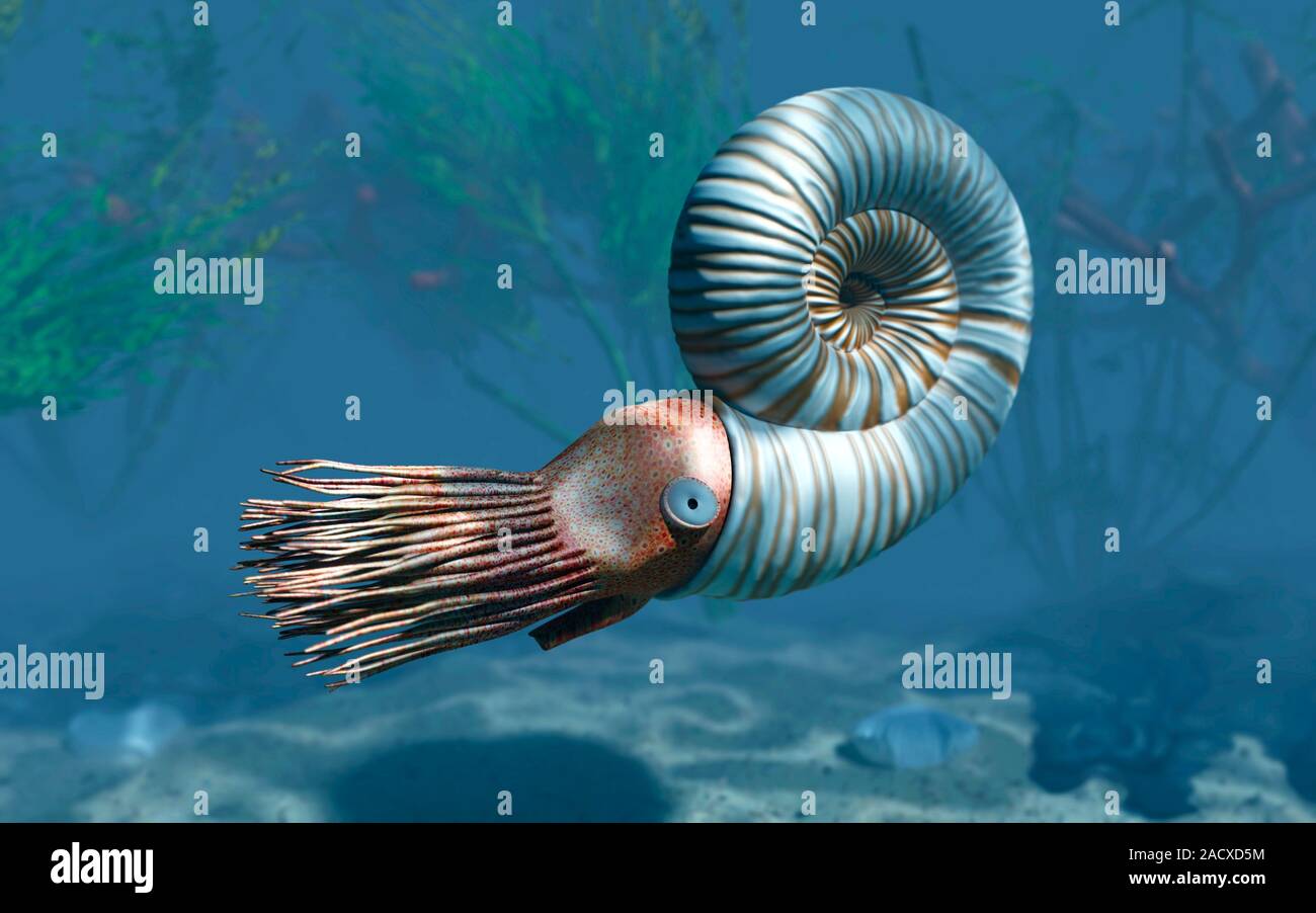Artwork of mollusk of the subclass Ammonoidea in a Jurassic sea 195 ...