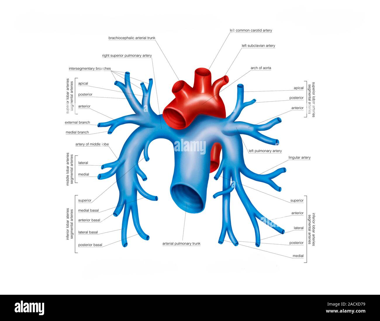 Illustration of the pulmonary arteries. This anterior view labelled ...