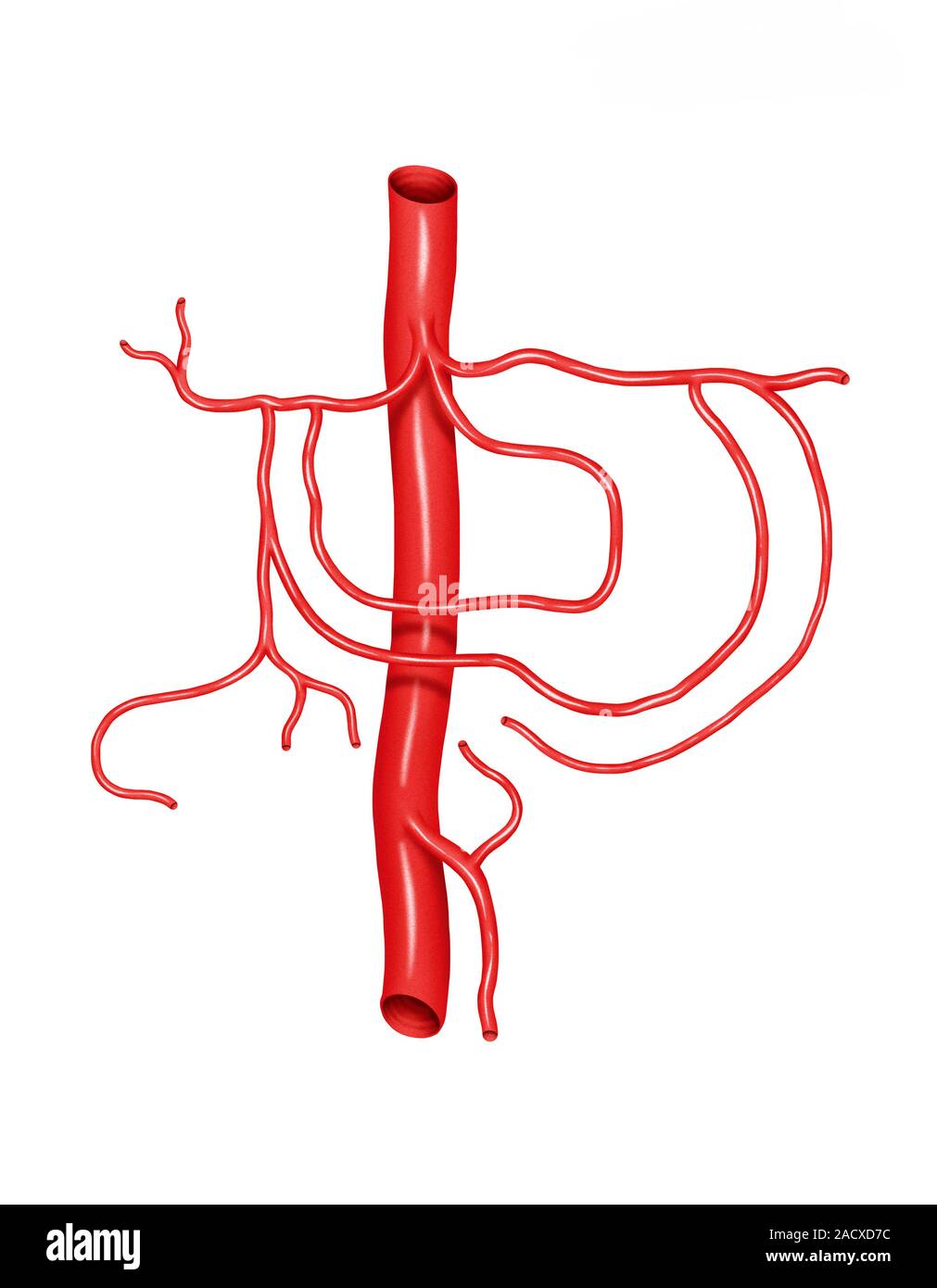 Celiac Trunk Anatomy Celiac Trunk: Anatomy, Branches And Function
