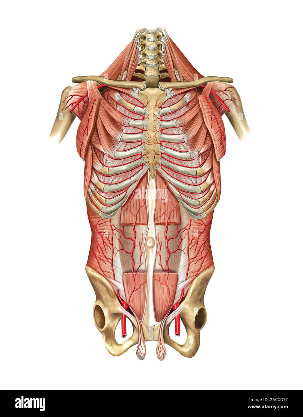 Illustration of the arterial system of thoraco-abdominal wall. This ...