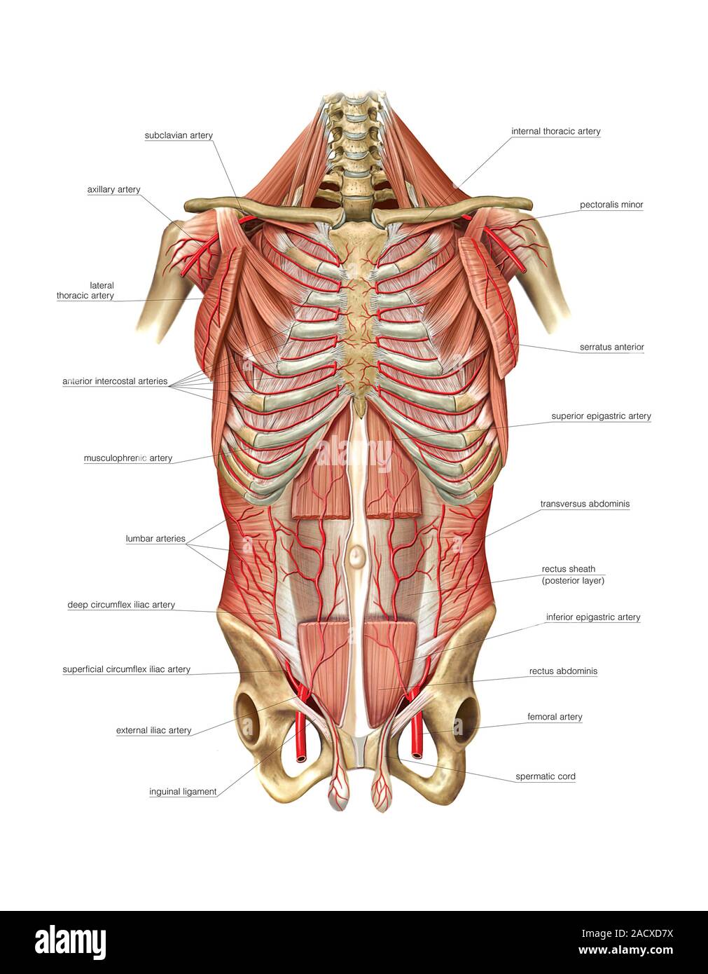 Illustration of the arterial system of thoraco-abdominal wall. This anterior view labelled ...