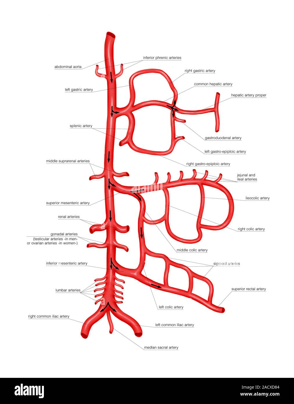 Illustration of the arterial system of abdomen. This anterior view ...