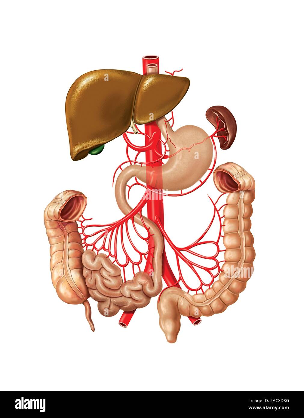 Illustration of the arterial system of gastrointestinal tract. This ...