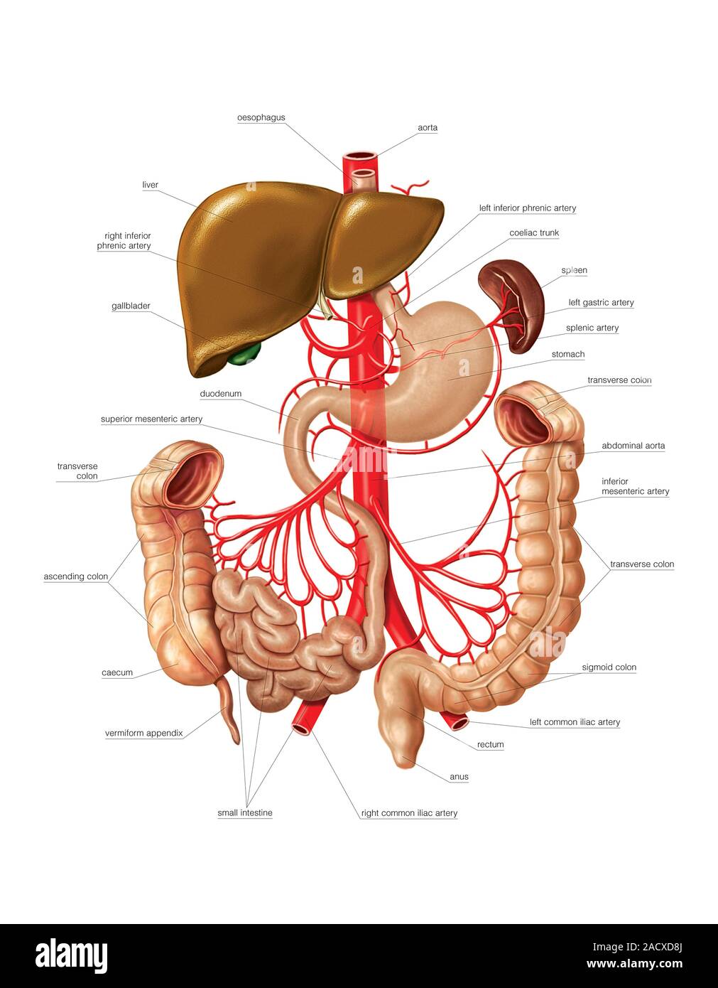 Illustration of the arterial system of gastrointestinal tract. This ...