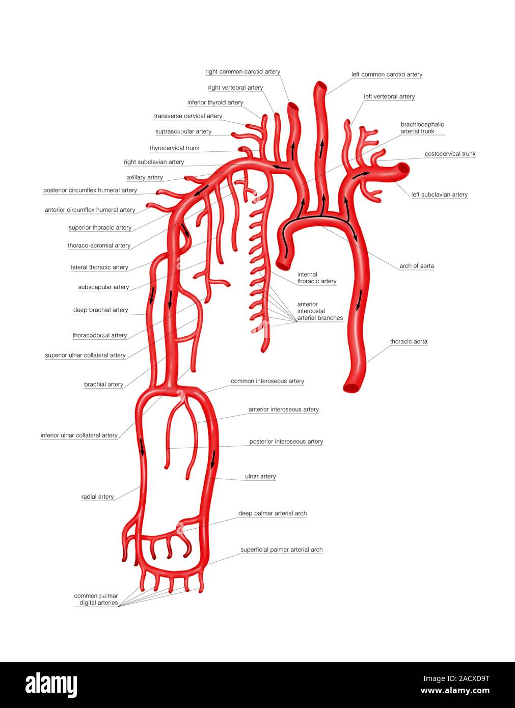 Illustration of the arterial system of the thorax and upper limb. This ...