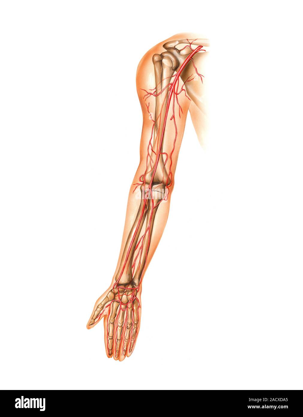Illustration of the arterial system of the upper limb. This anterior ...