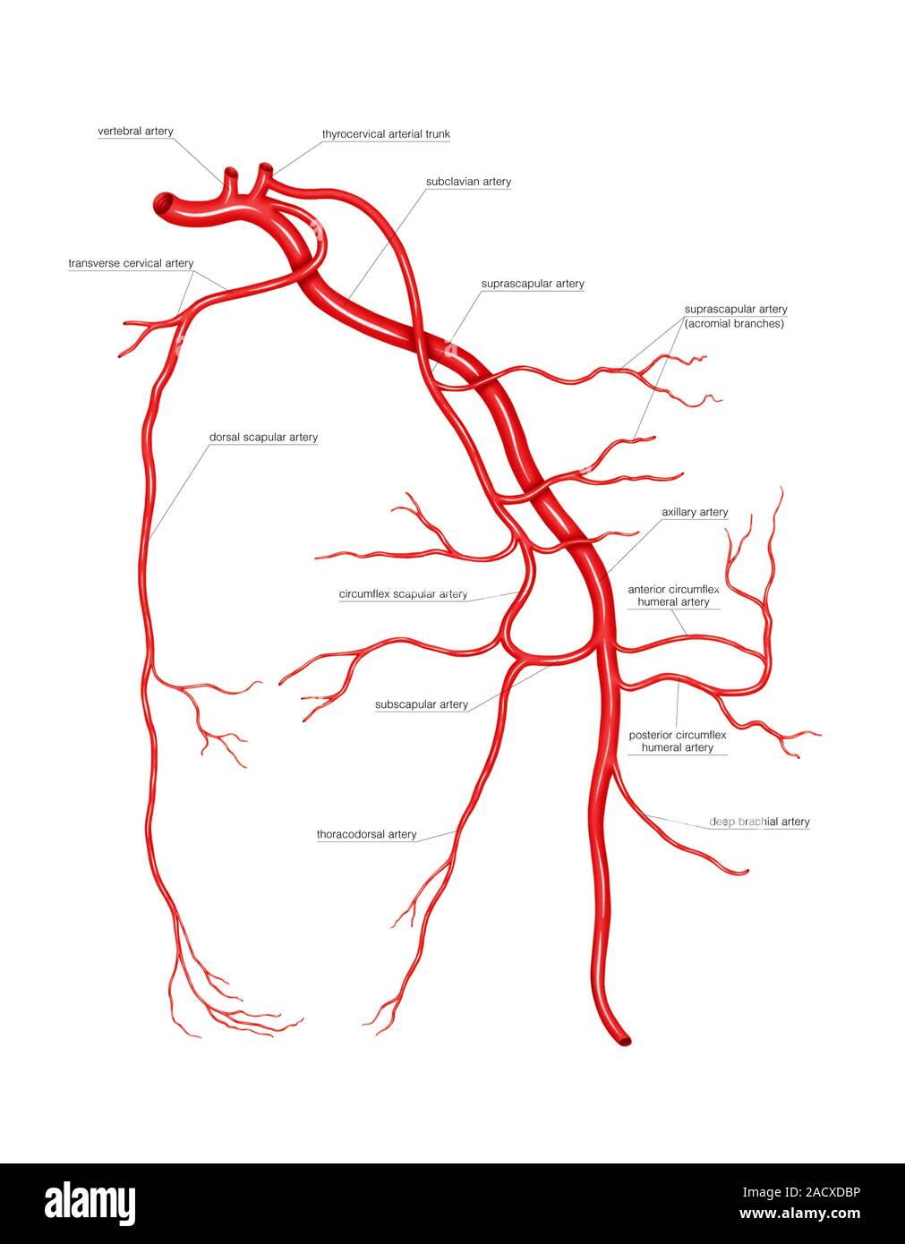 Illustration of the arterial system of the upper limb, scapular region ...