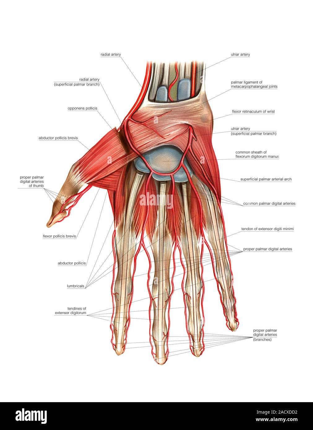 Illustration of the arterial system of the upper limb, hand. This ...