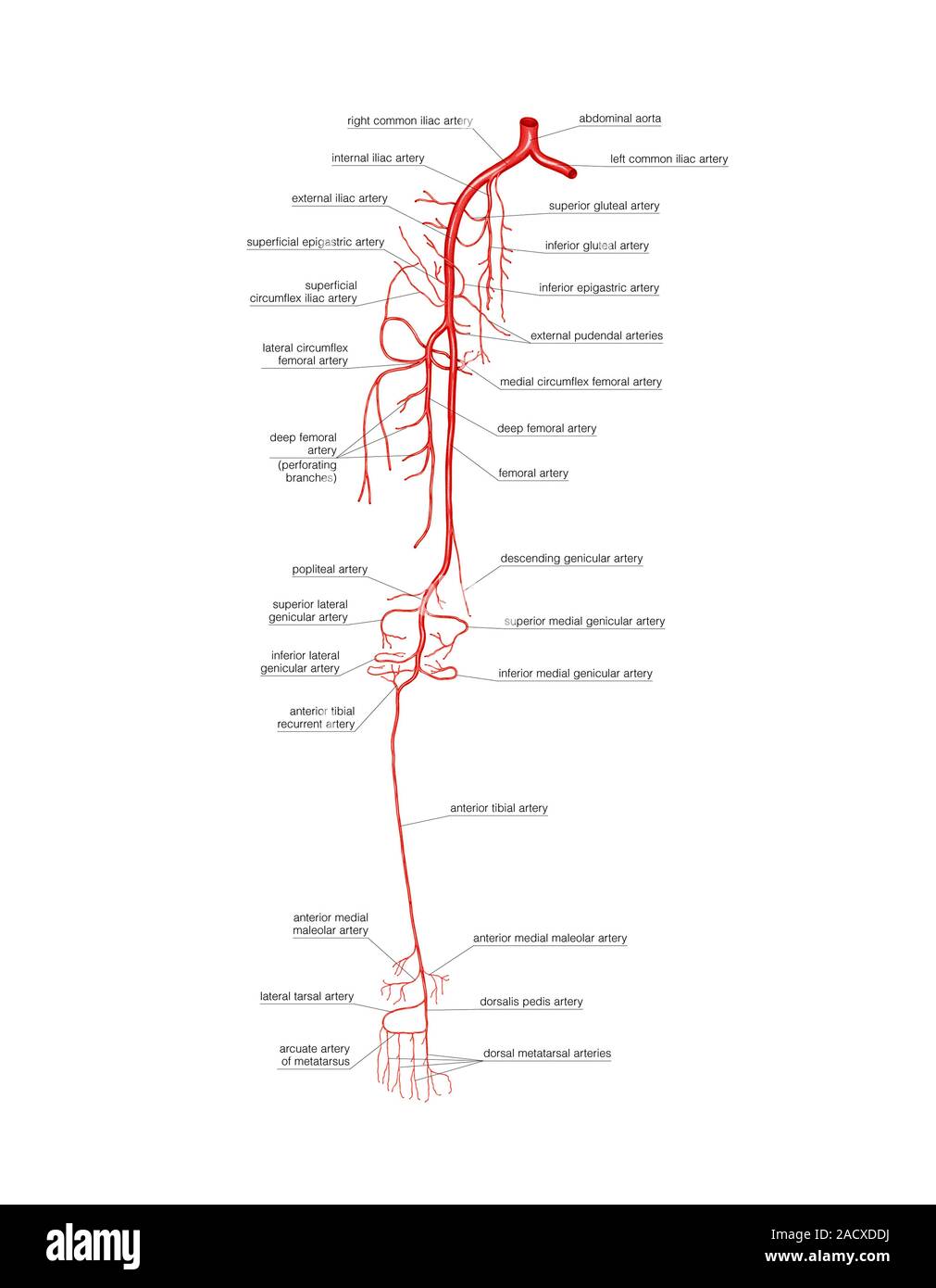 Illustration of the arterial system of the lower limb. This anterior ...
