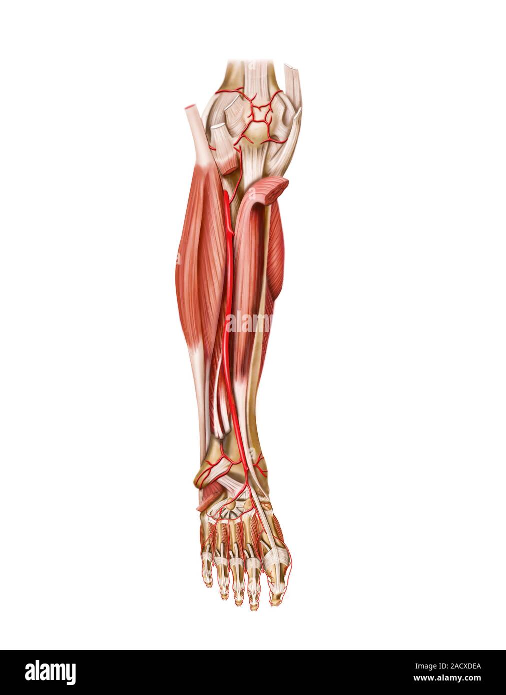 Illustration of the arterial system of the lower limb, leg. This right ...