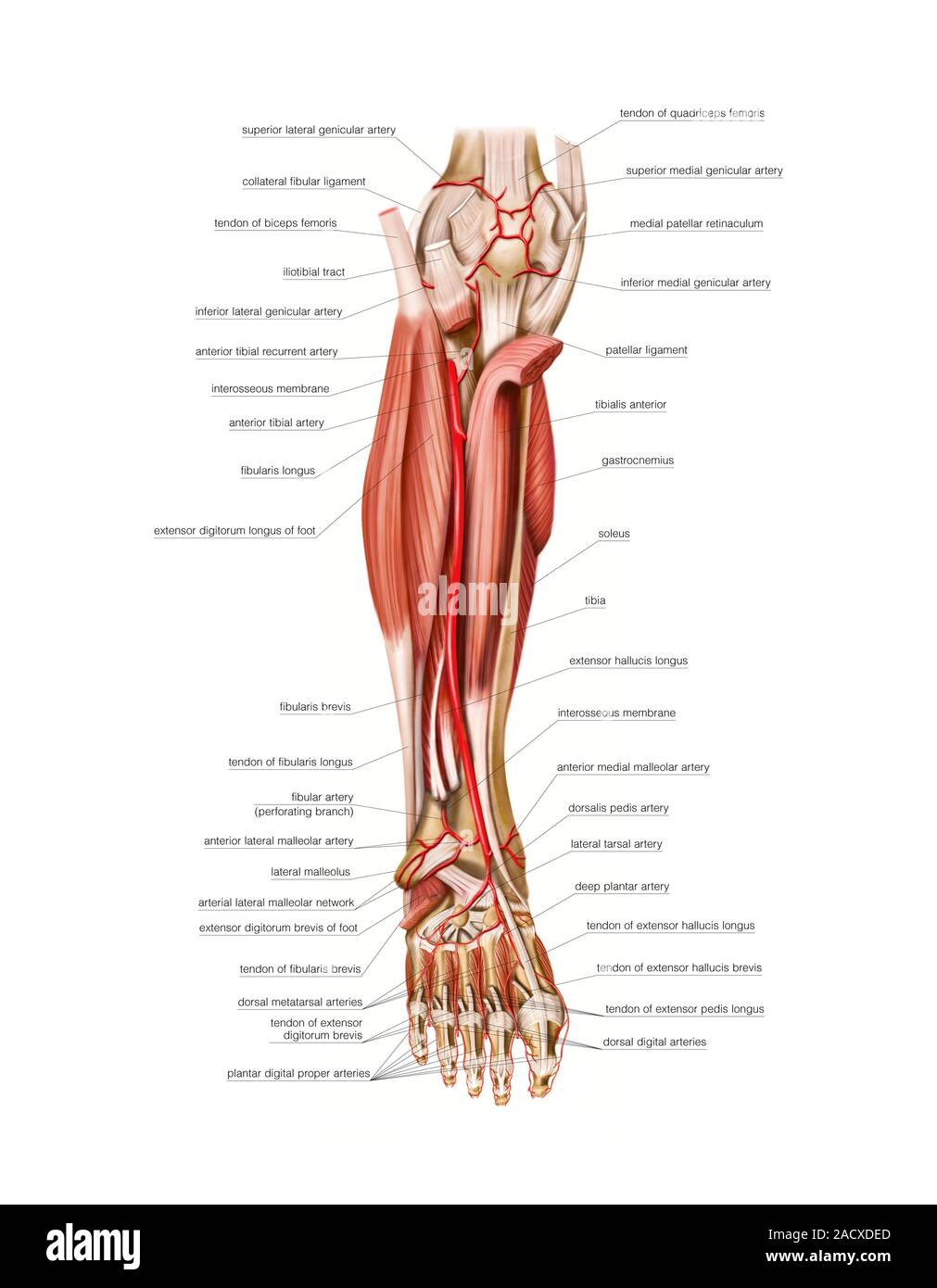 Illustration of the arterial system of the lower limb, leg. This right ...