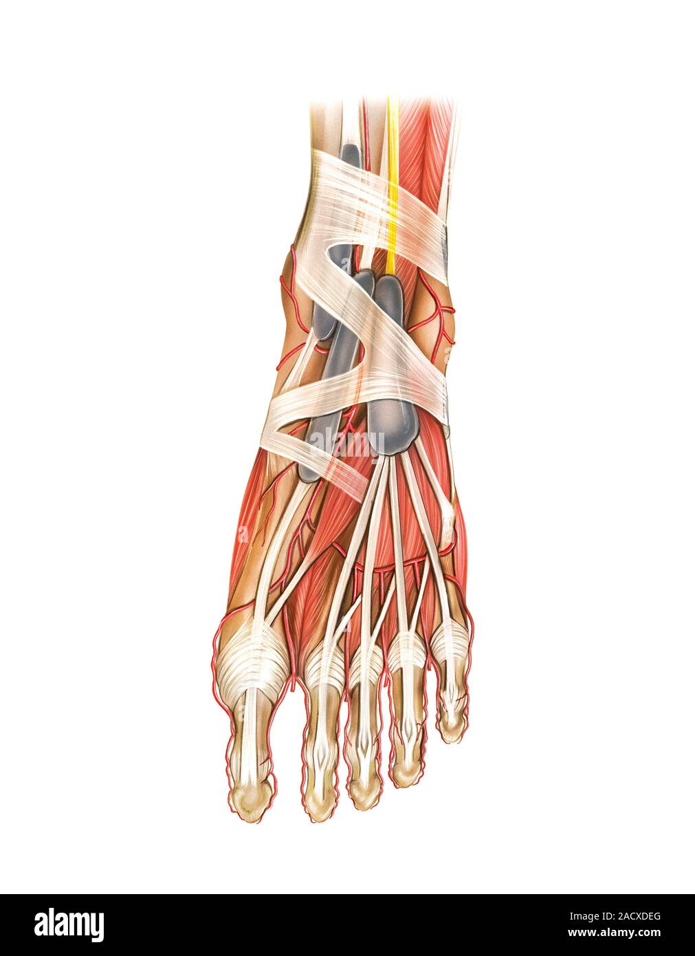 Illustration of the arterial system of the lower limb, foot. This ...