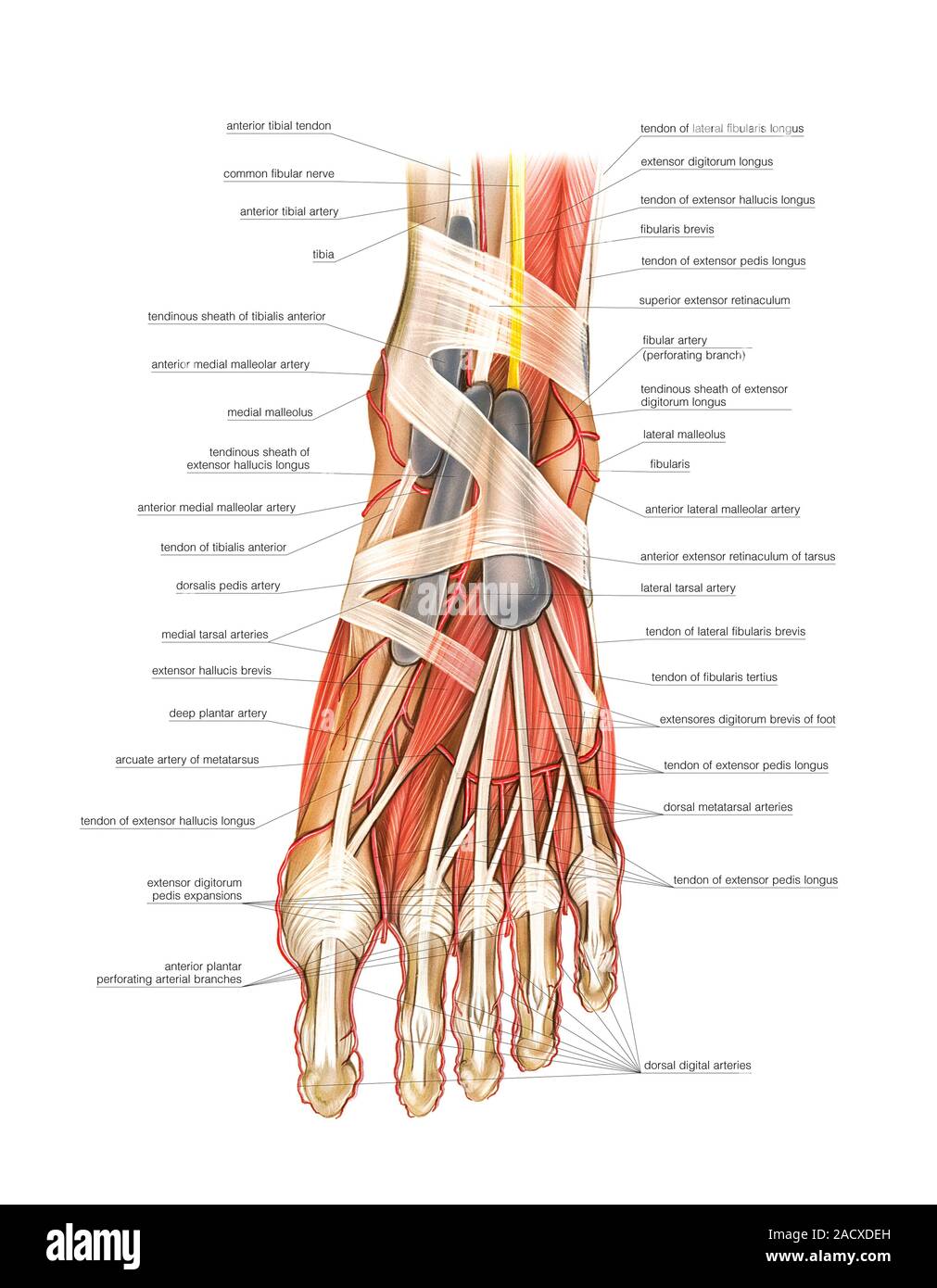 Illustration of the arterial system of the lower limb, foot. This ...