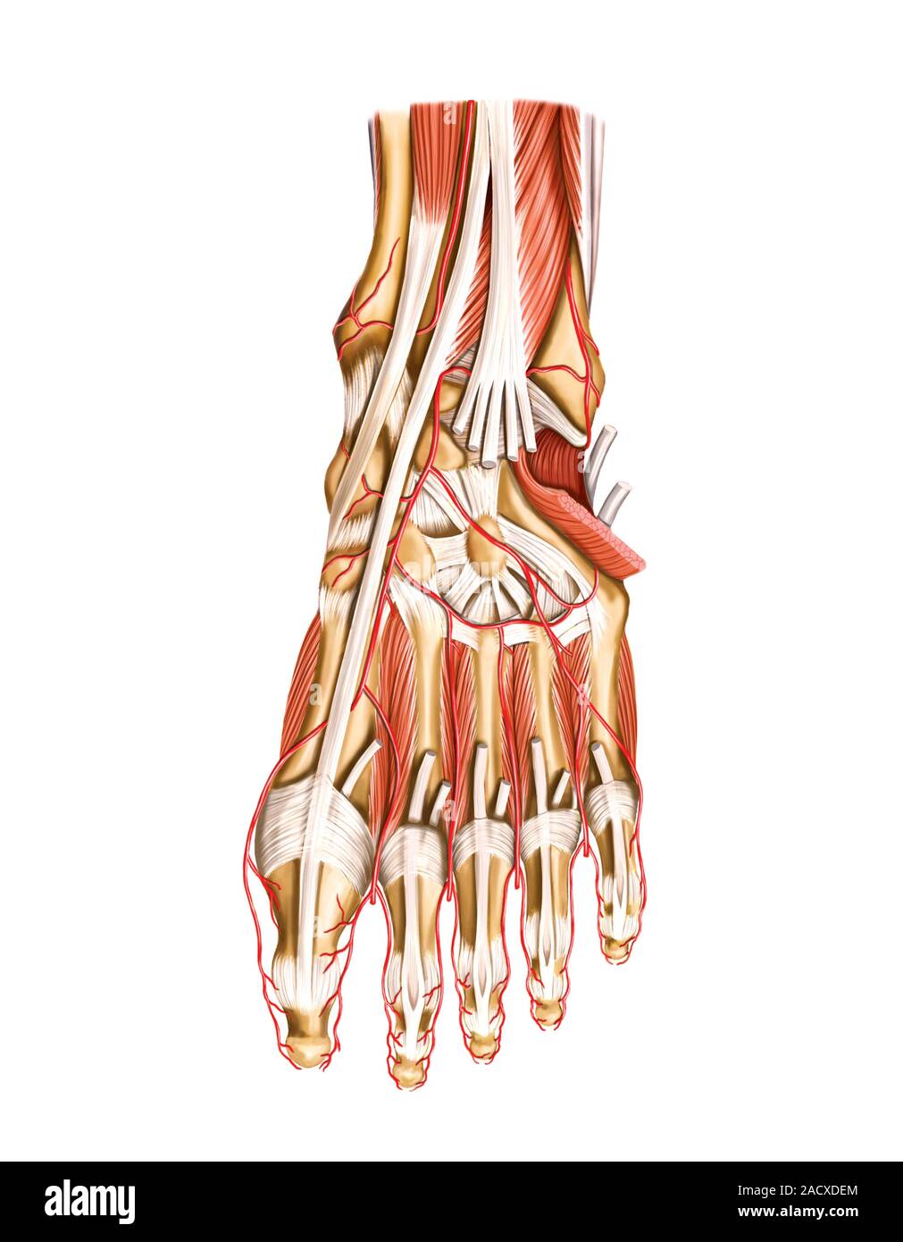 Illustration of the arterial system of the lower limb, foot. This ...
