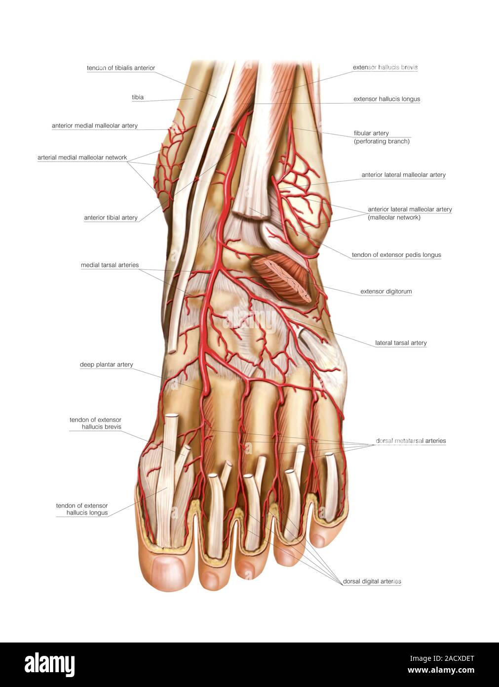 Illustration of the arterial system of the lower limb, foot. This ...