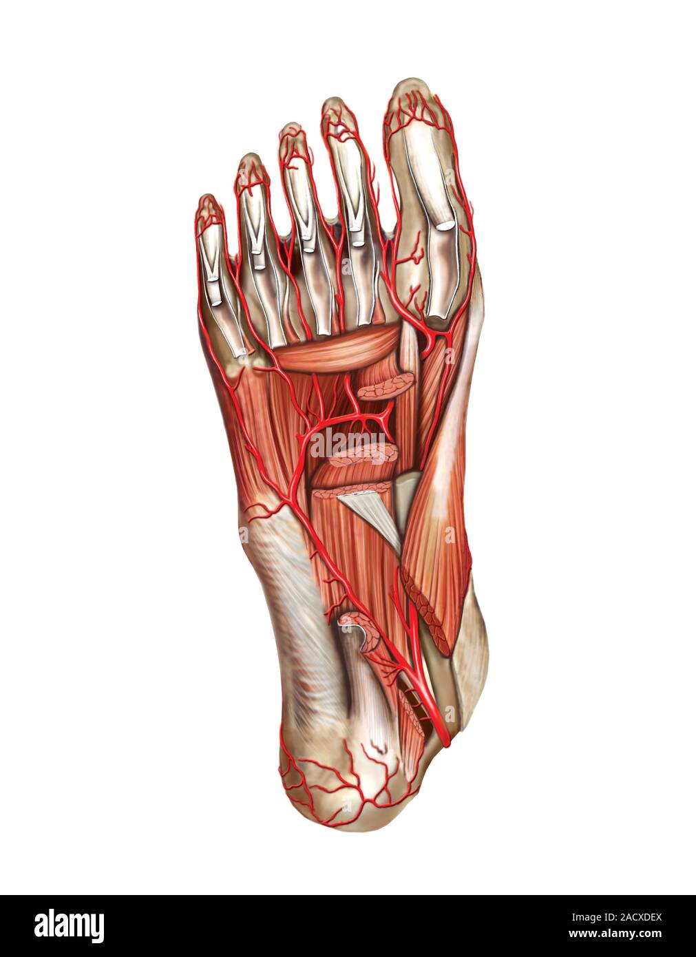 Illustration of the arterial system of the lower limb, foot. This ...