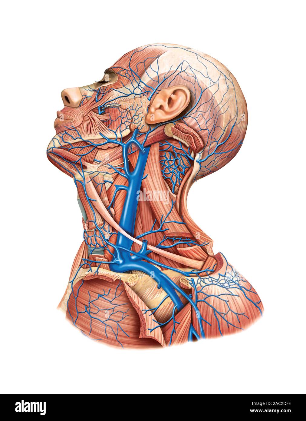 Illustration of the venous system of the head and neck. This lateral ...