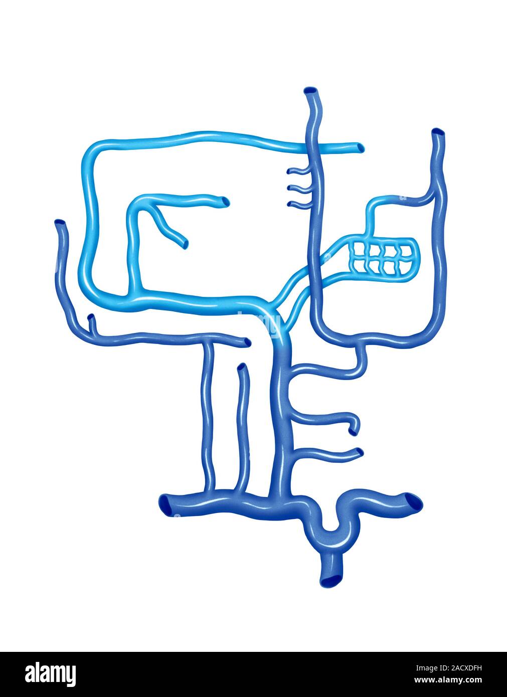 Illustration of the venous system of the head and neck. This anterior ...