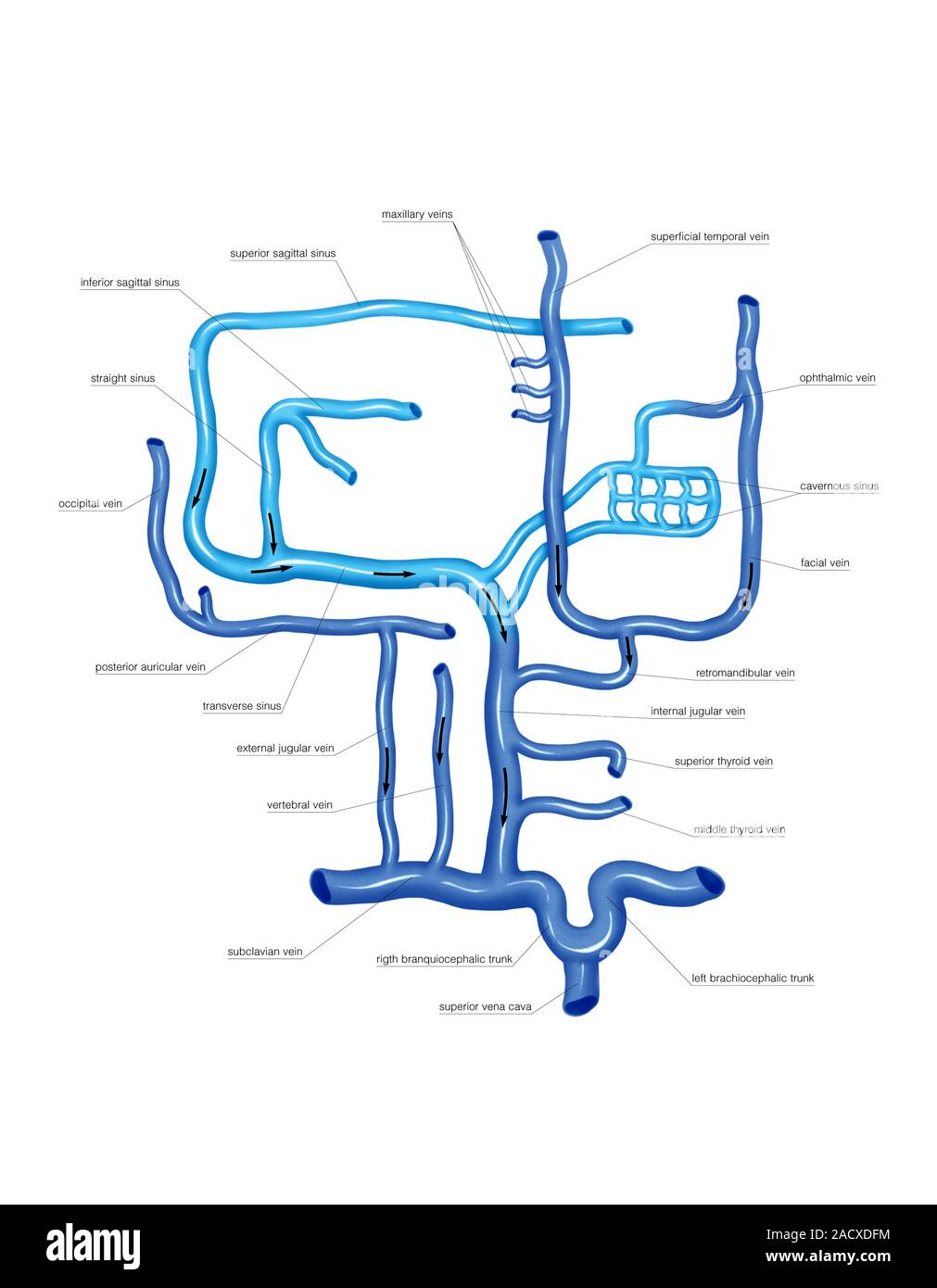 Illustration of the venous system of the head and neck. This anterior ...
