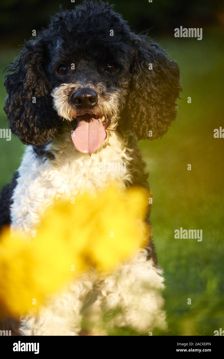 Portrait poodle hi-res stock photography and images - Alamy