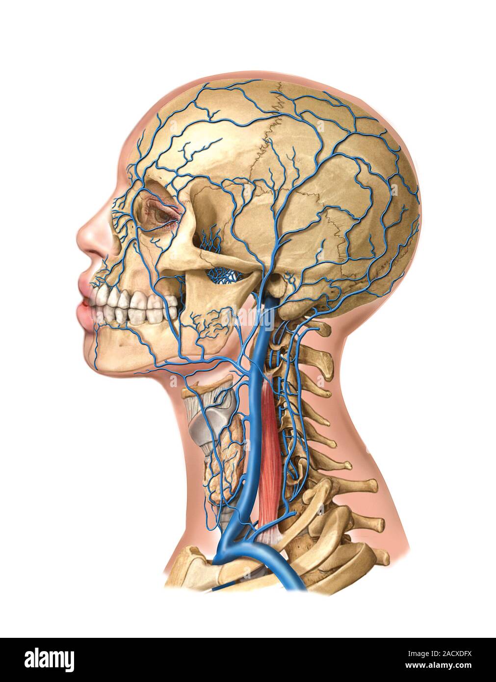 Venous System Anatomy Venous System Of The Abdomen, Artwork | Stock