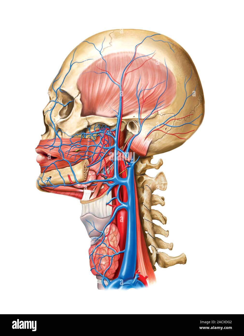 Illustration of the venous system of the head and neck. This left ...