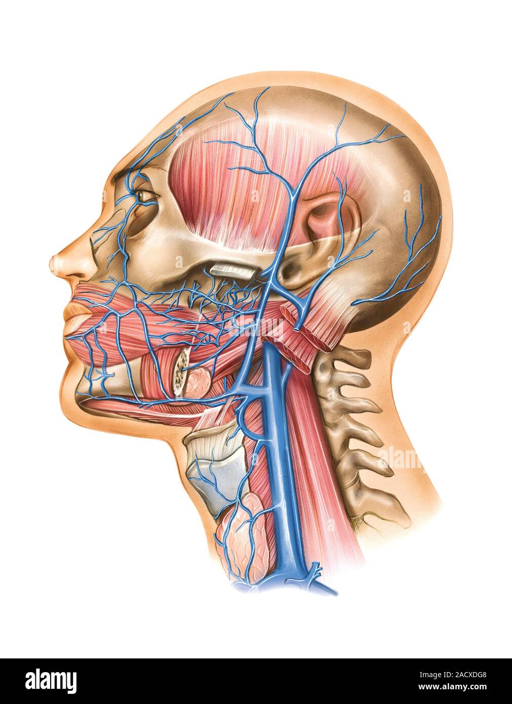 Illustration of the venous system of the head and neck. This left ...