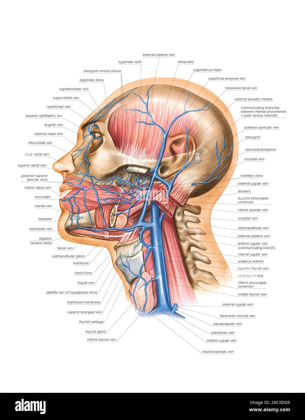 Illustration of the venous system of the head and neck. This left ...