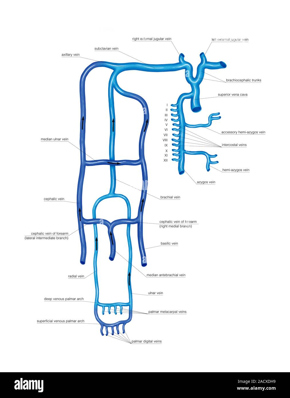 Illustration of the venous system of the upper limb and thorax. This ...