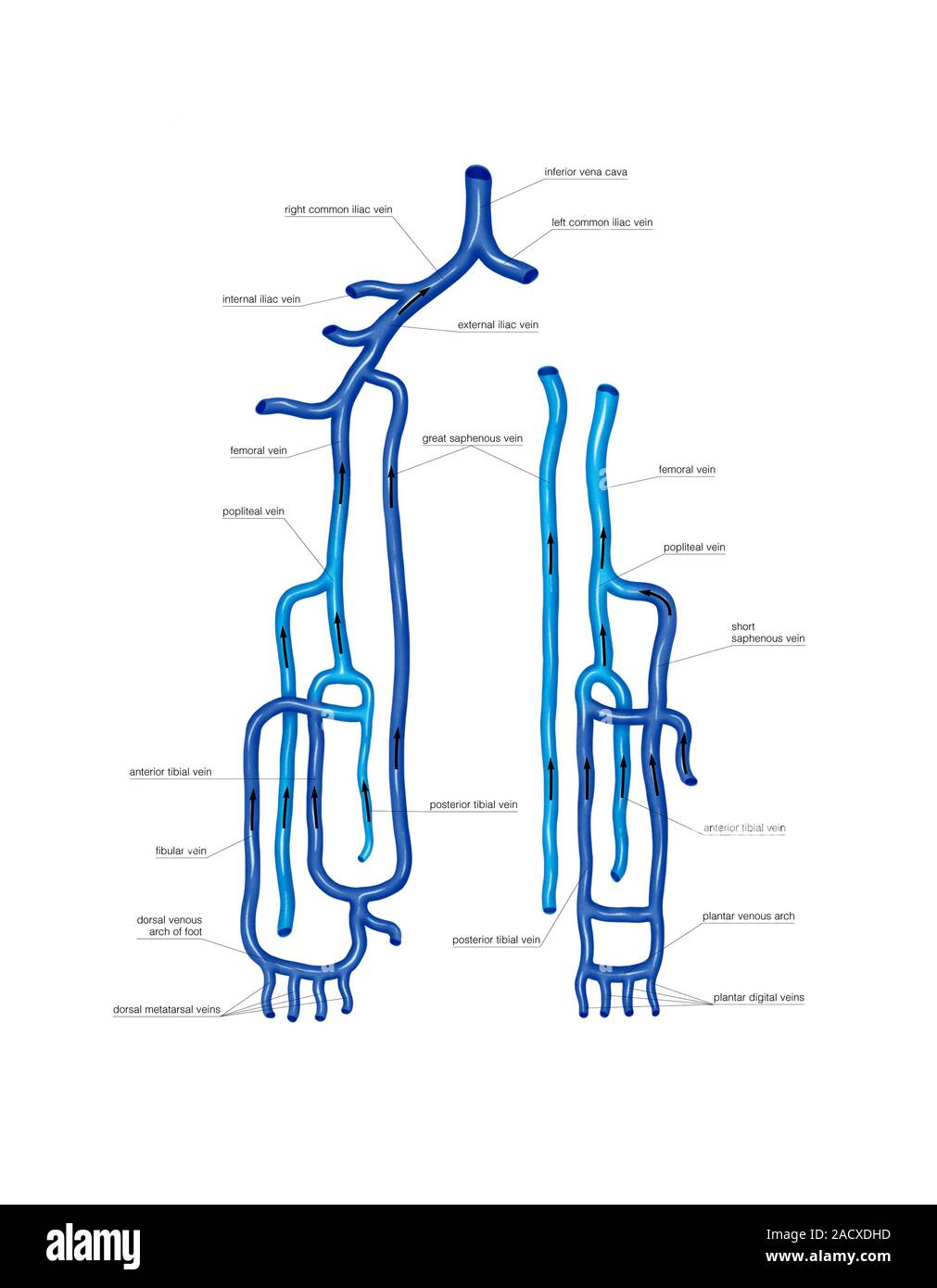 Illustration of the venous system of the upper limb. This anterior and ...