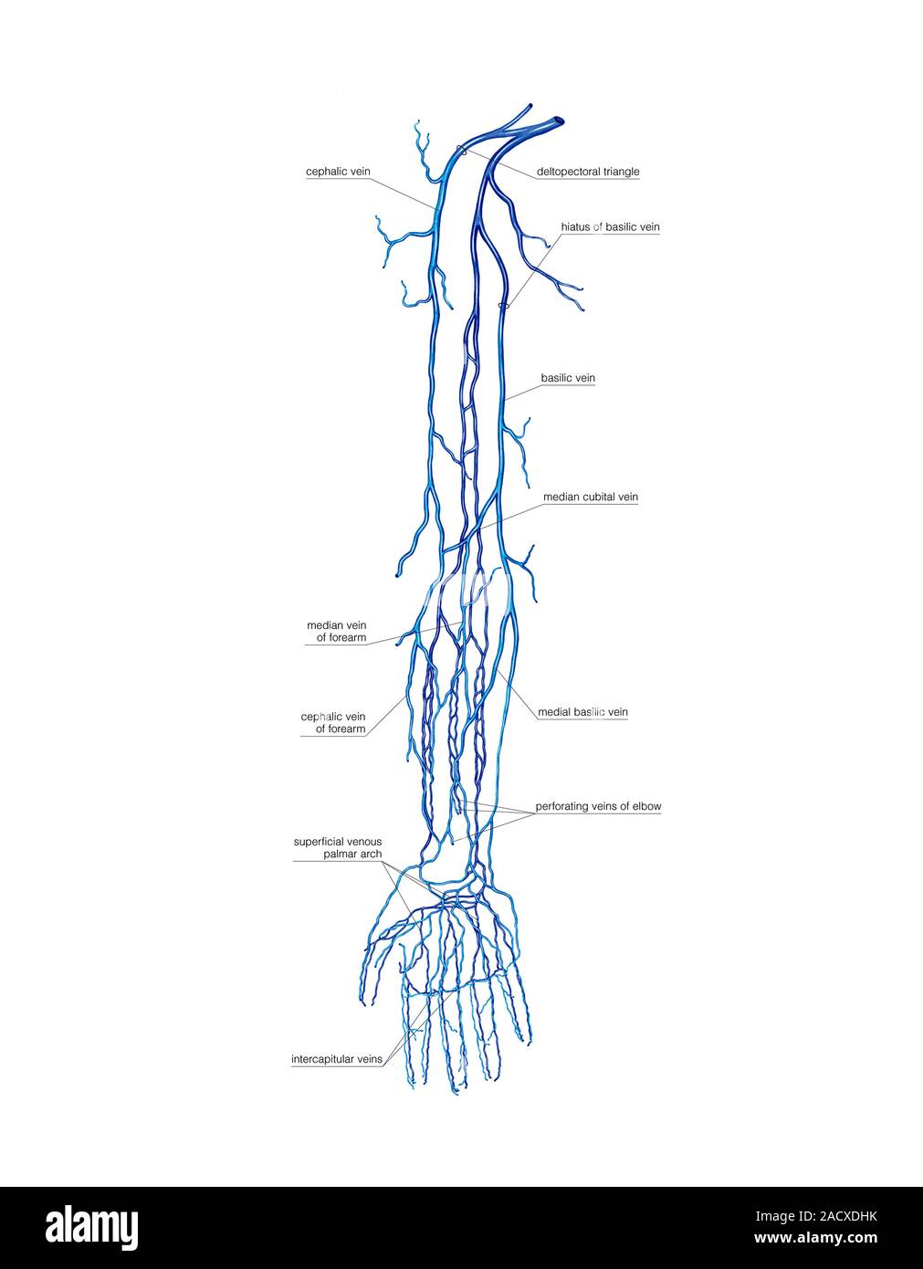 Illustration of the venous system of the upper limb. This palmar view ...