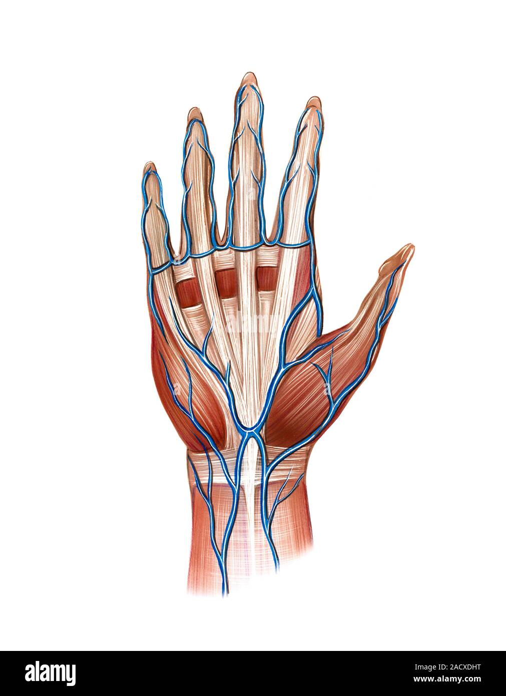 Illustration of the venous system of the hand. This palmar view ...