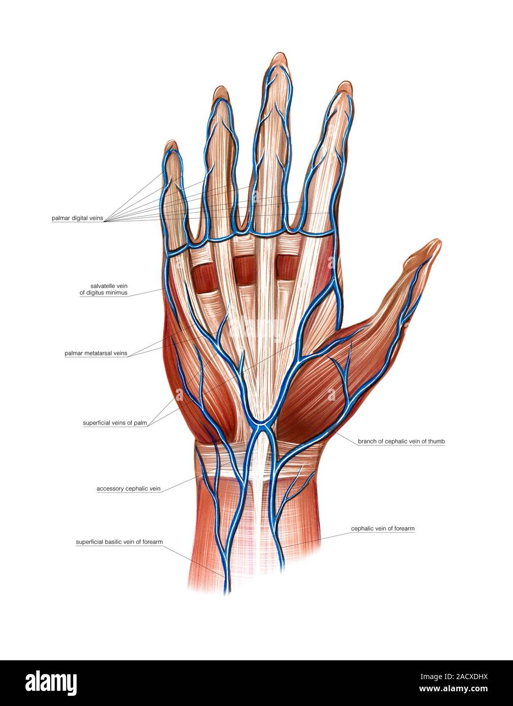 Illustration of the venous system of the hand. This palmar view ...