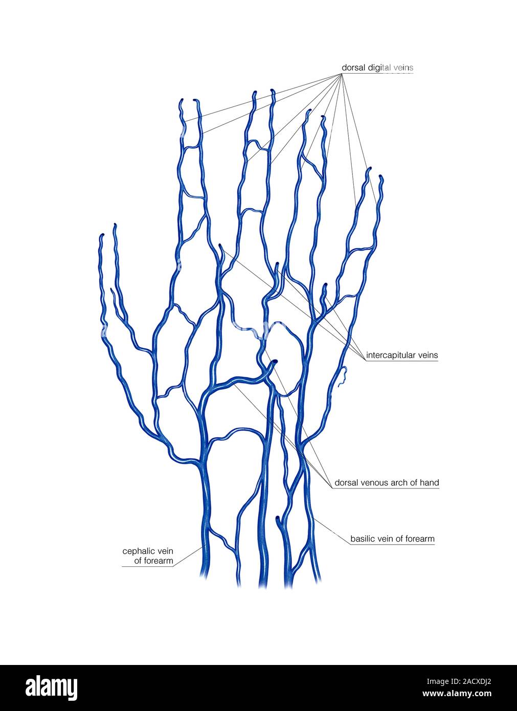 Illustration of the venous system of the hand. This dorsal view ...