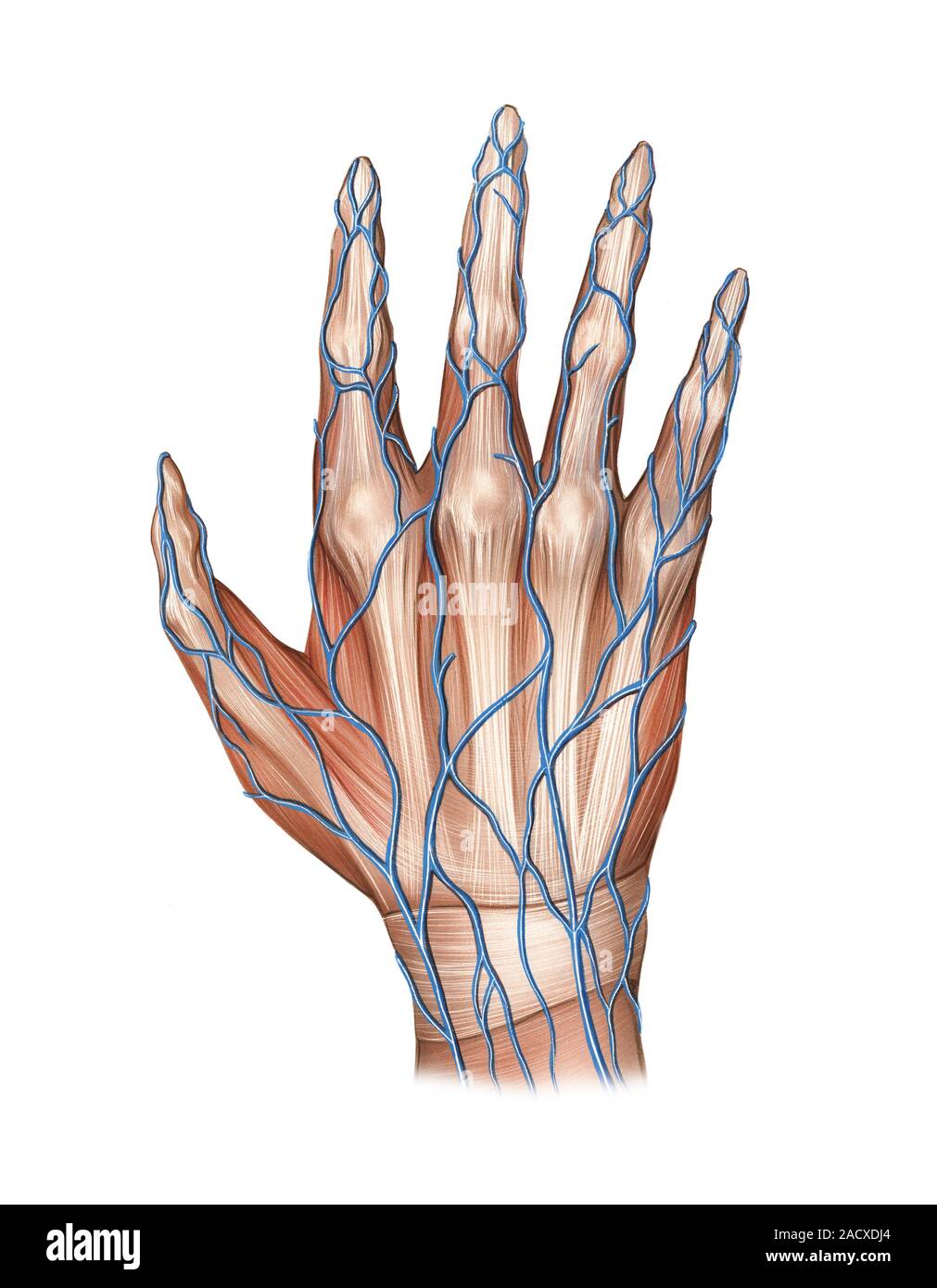 Illustration of the venous system of the hand. This dorsal view ...