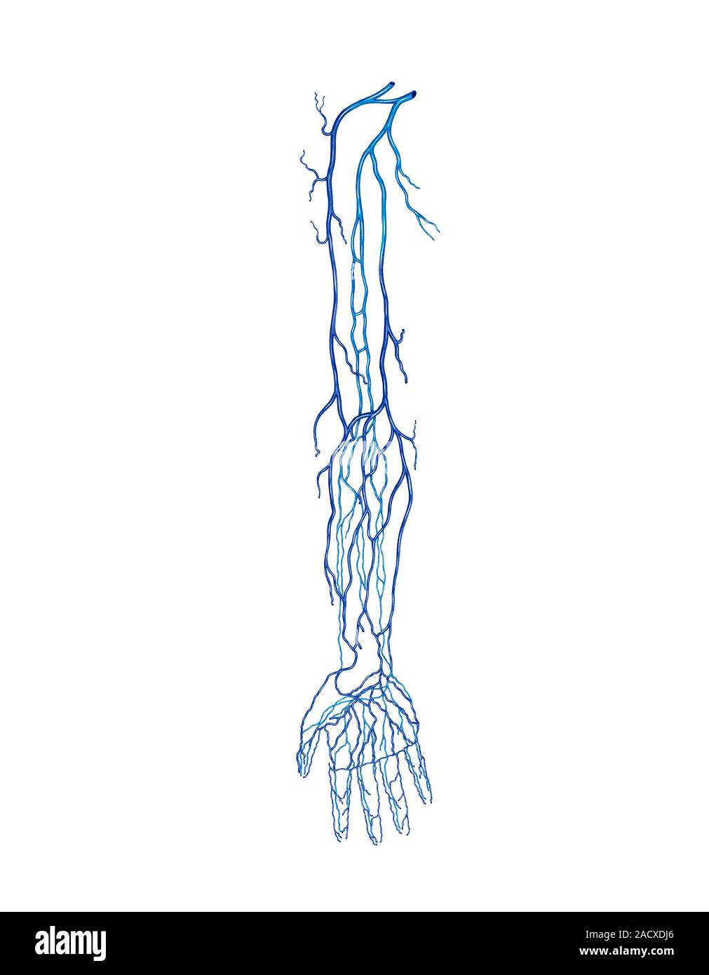 Illustration of the venous system of the upper limb. This anterior view ...