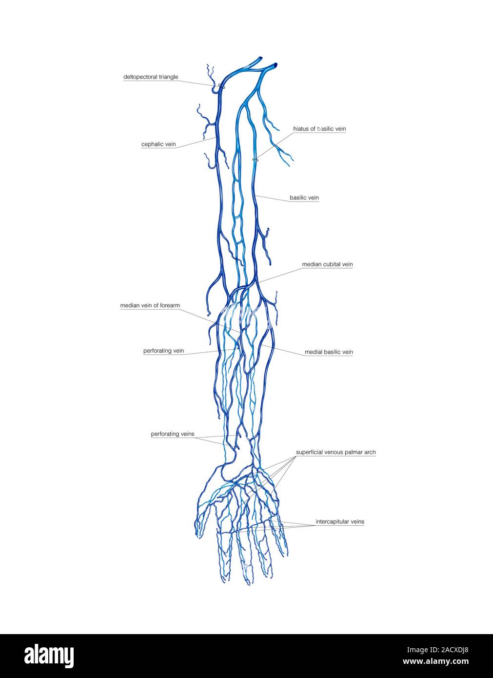 Illustration of the venous system of the upper limb. This anterior view ...