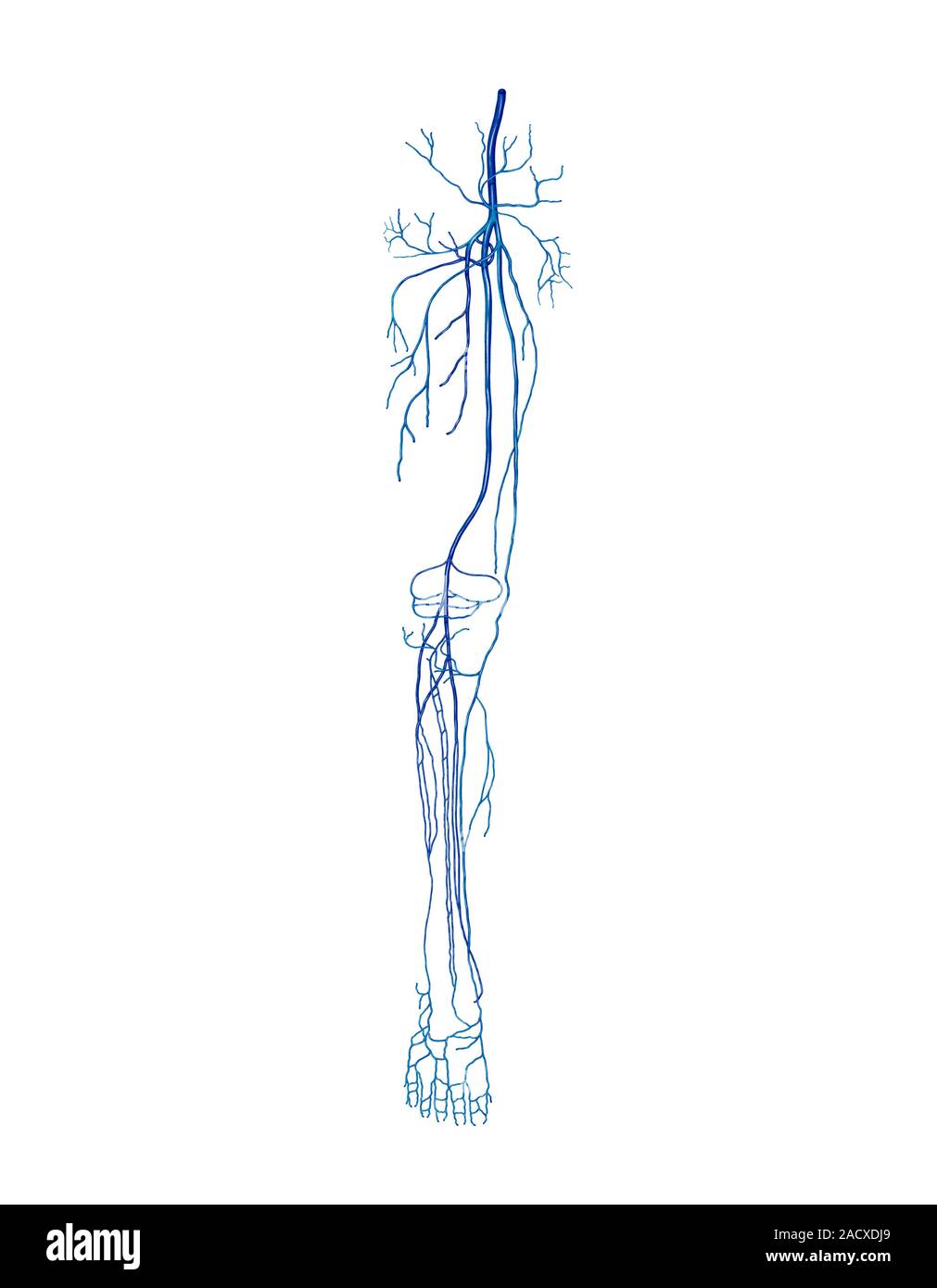 Illustration of the venous system of the lower limb. This anterior deep ...