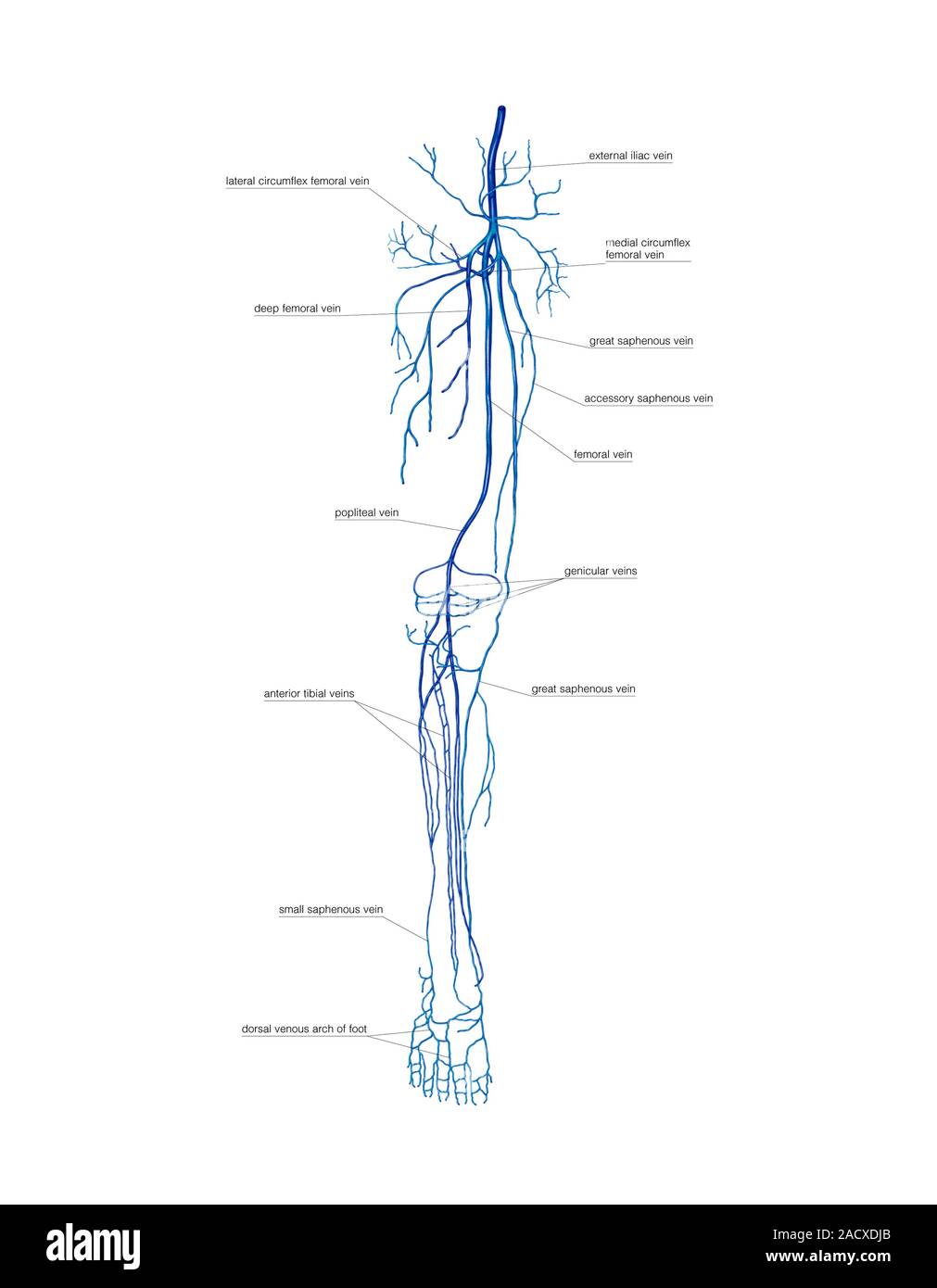 Illustration of the venous system of the lower limb. This anterior deep ...
