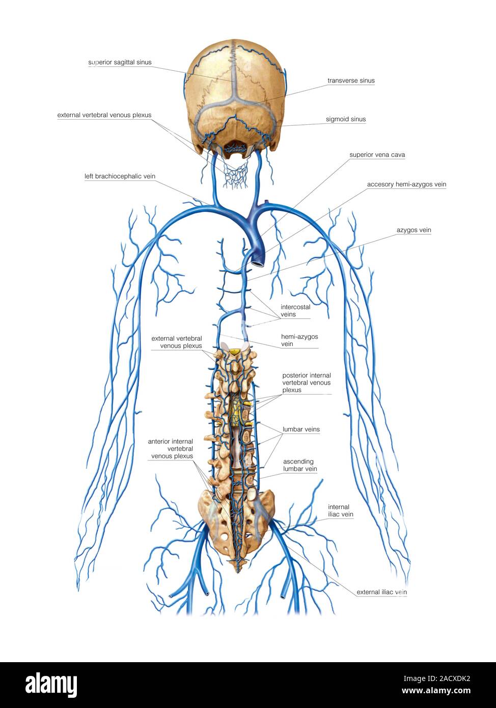 Illustration Of The Venous System Of The Vertebral Venous Plexus This