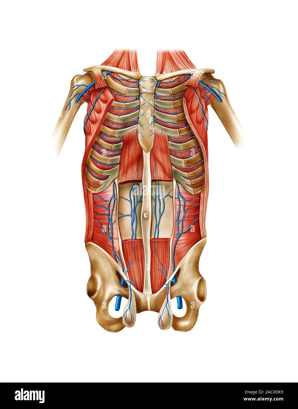 Illustration of the venous system of the thorax and abdomen, anterior ...