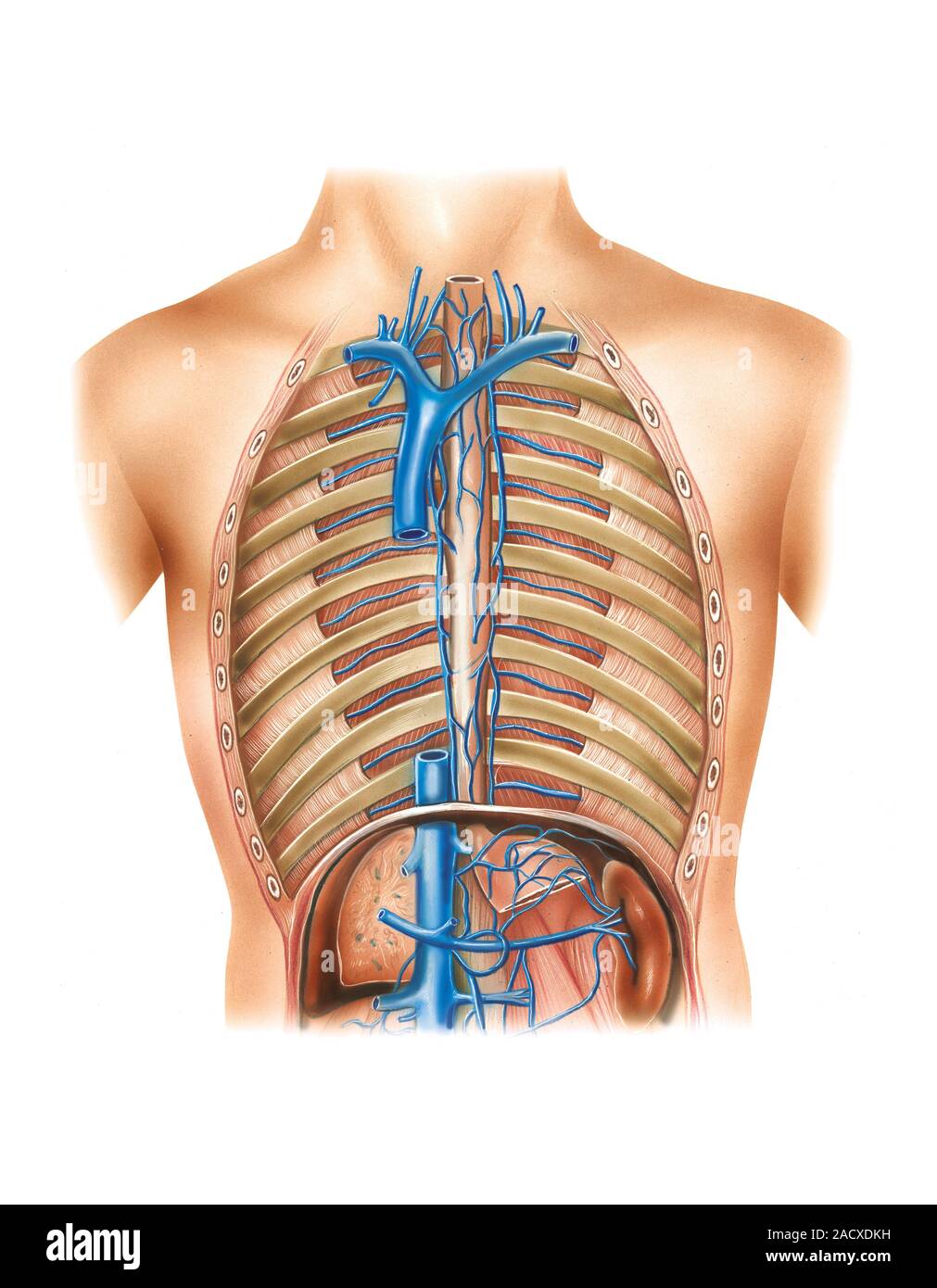 Illustration of the venous system of the thorax and abdomen, costal ...