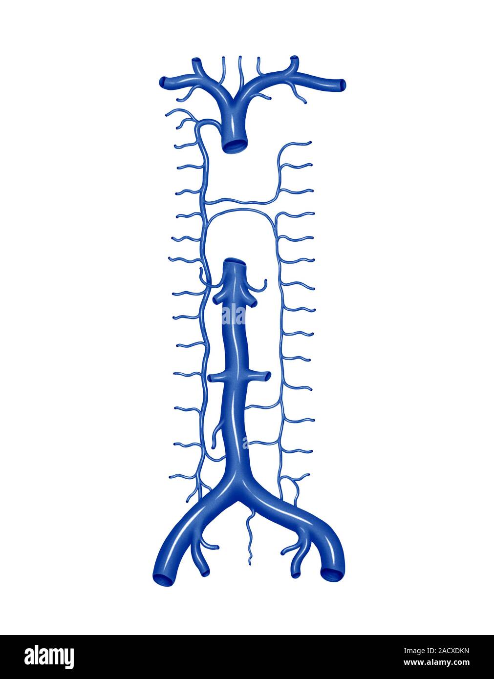 Anatomy Of Azygos Vein