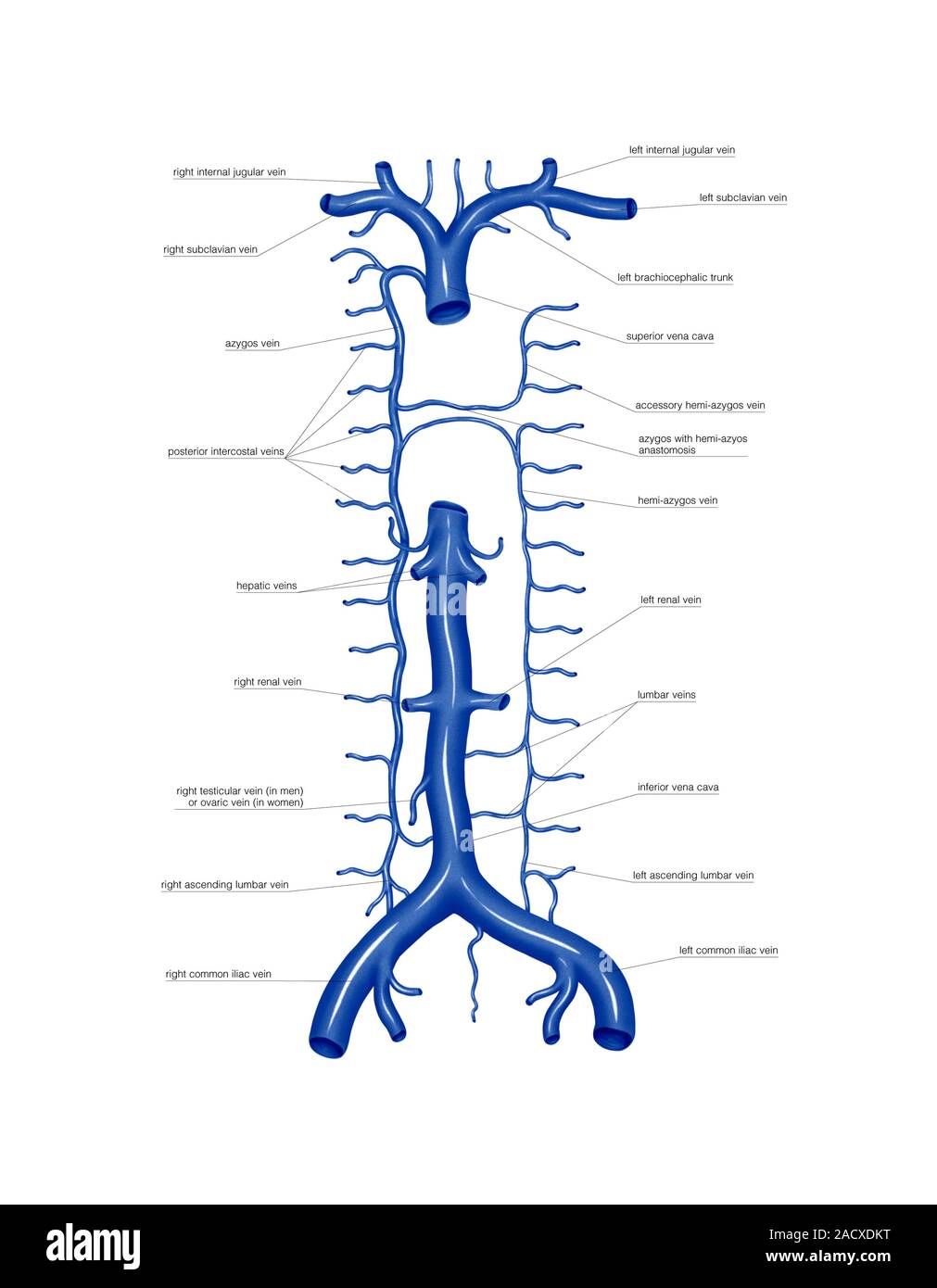 Illustration of the azygos vein network. This anterior view labelled ...