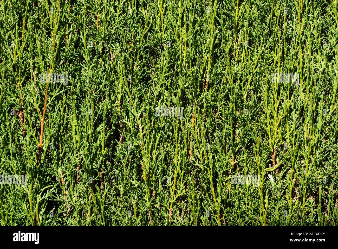 Detail texture in conifer leaves hi-res stock photography and images ...