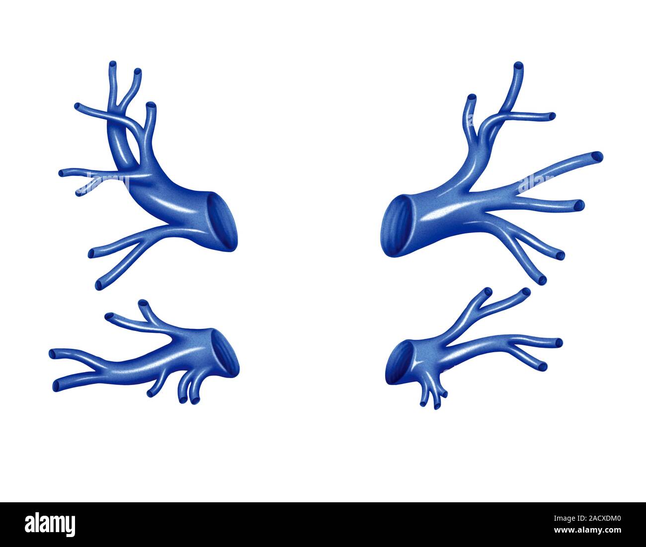 Illustration of the thorax. This posterior view illustration is from ...