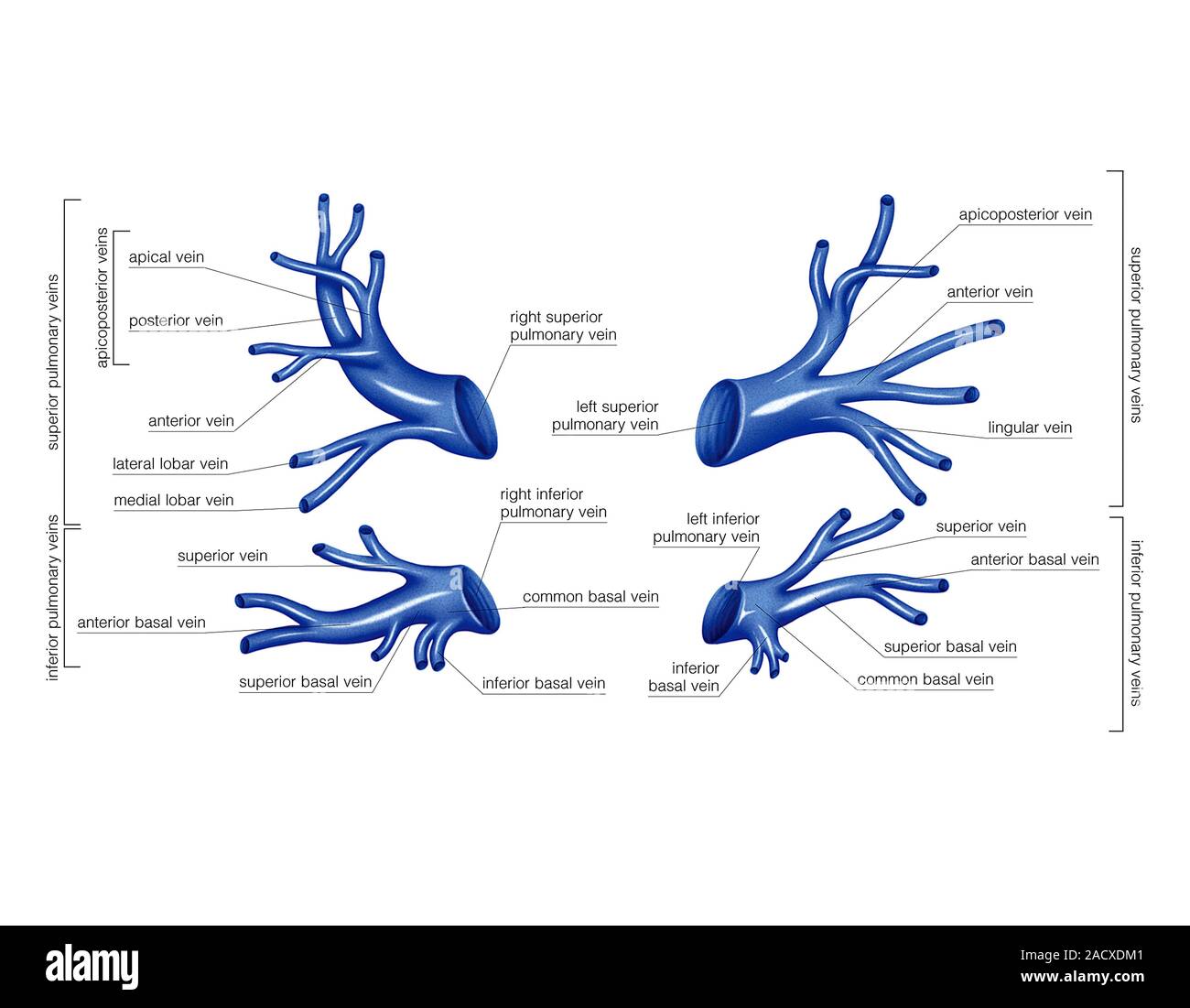Illustration of the thorax. This posterior view labelled illustration ...