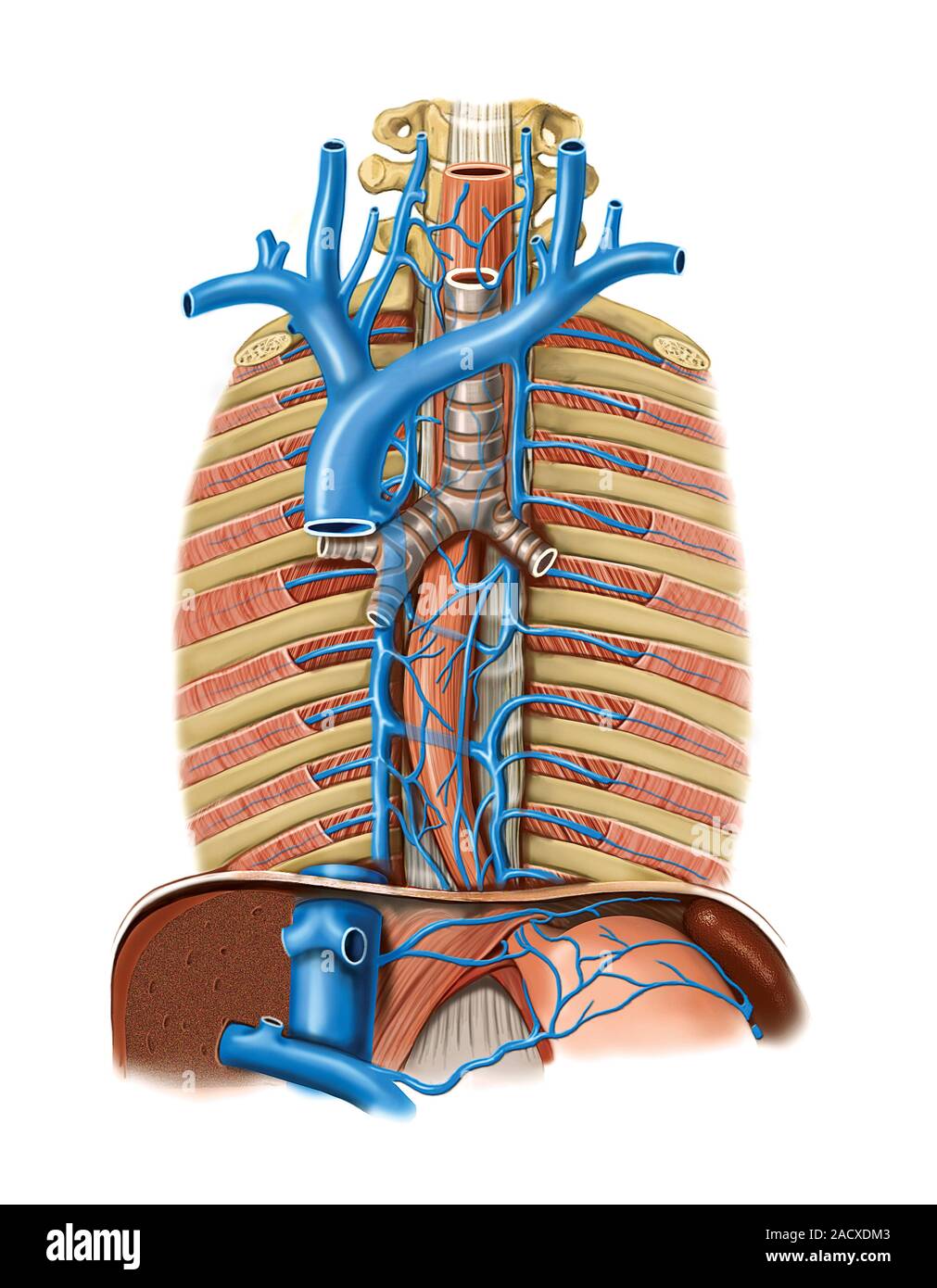 Illustration of the oesophagus This anterior view illustration is from ...