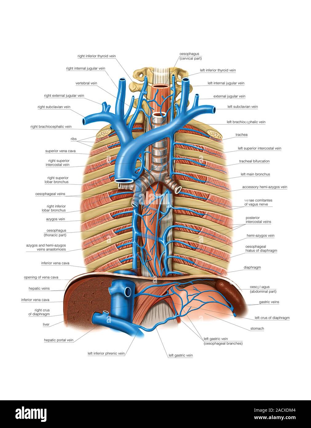 Illustration of the oesophagus This anterior view labelled illustration ...